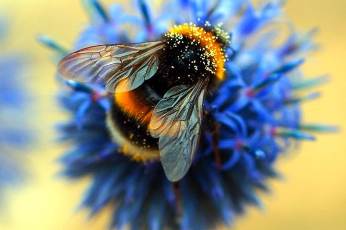 Larga vida a las abejas – Posting México