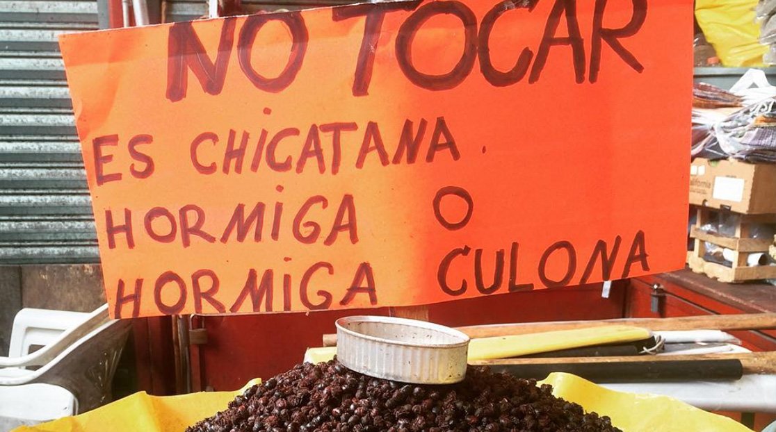 Chicatanas: Desde el cielo oaxaqueño hasta nuestro paladar – Posting México