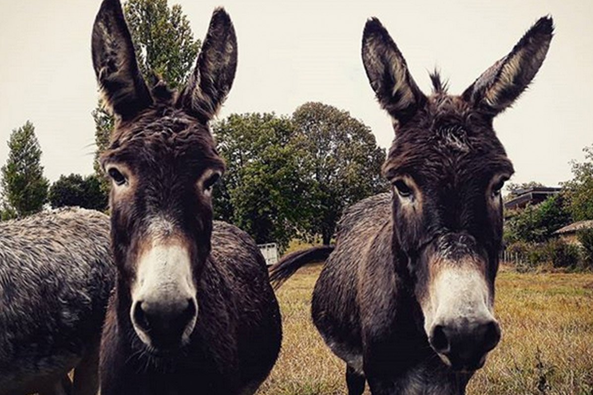 “La carne de burro no es transparente” – Posting México